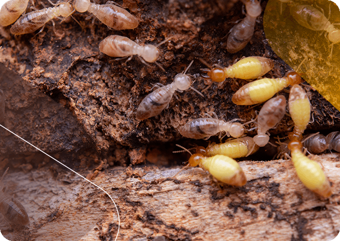 Saiba como atuar no combate ao cupim - Dominus